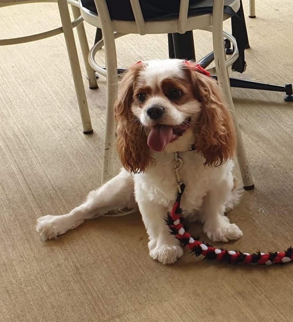 Paws In Progress Obedience Training: Level 1 | Paws In Progress Dog ...