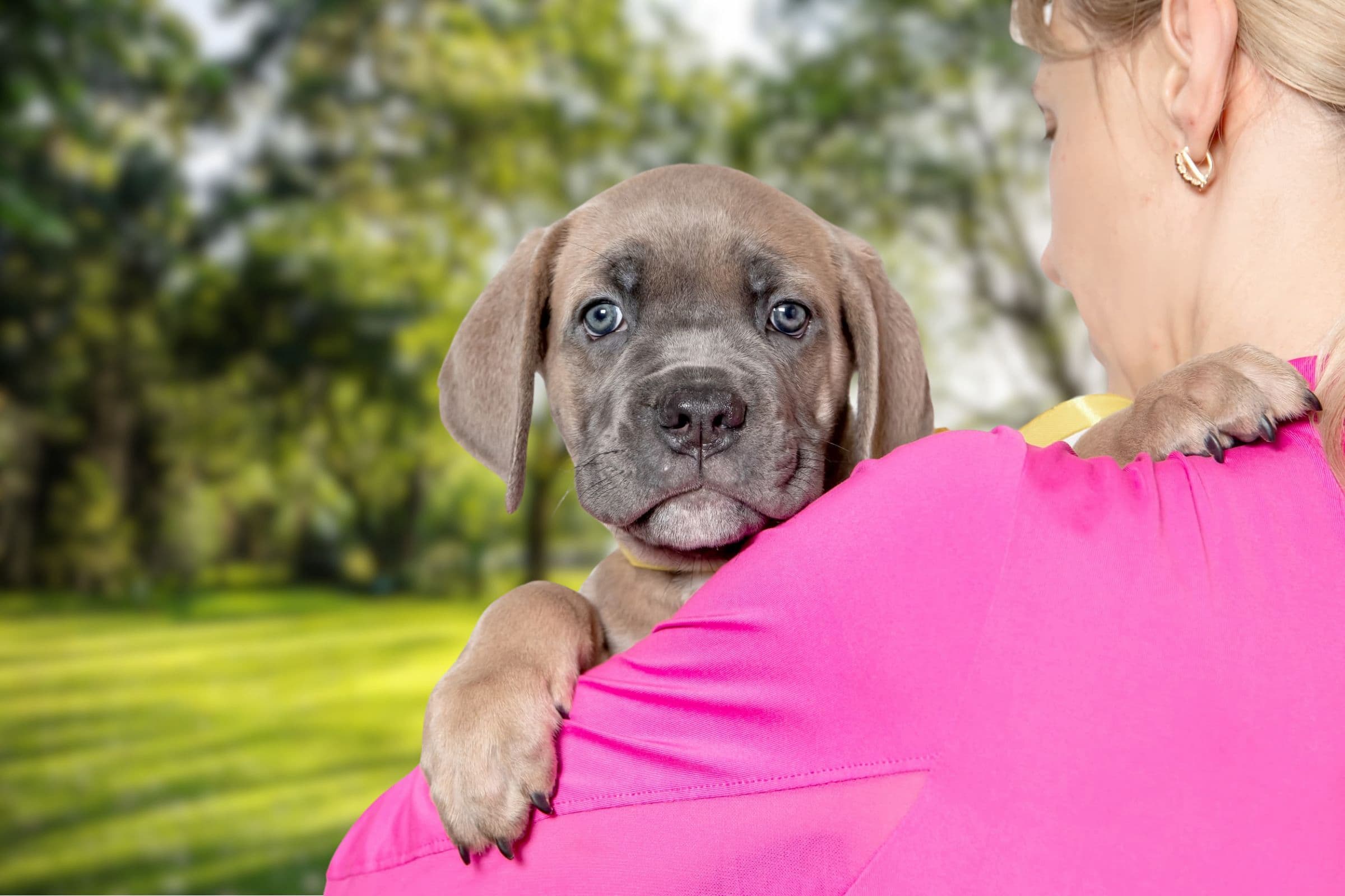 Enrolment - Paws in Progress Dog Training