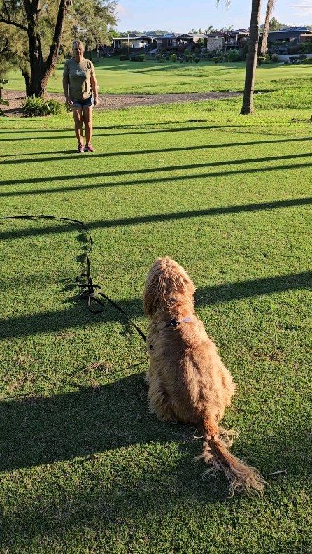 Contact us | Paws In Progress Dog Training