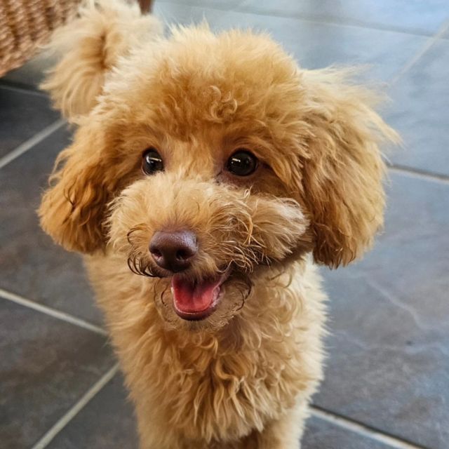 Contact us | Paws In Progress Dog Training