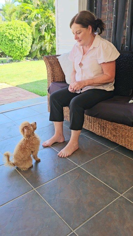 Contact us | Paws In Progress Dog Training