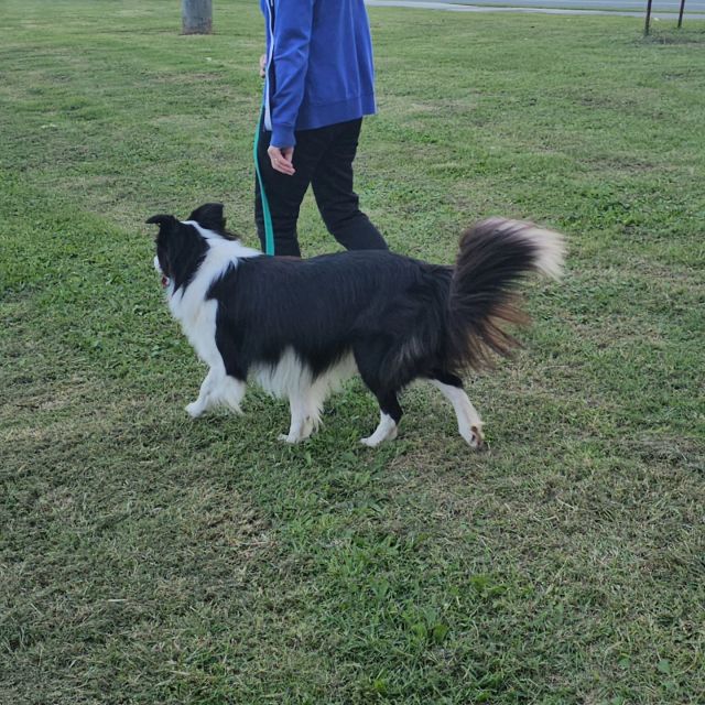 Contact us | Paws In Progress Dog Training