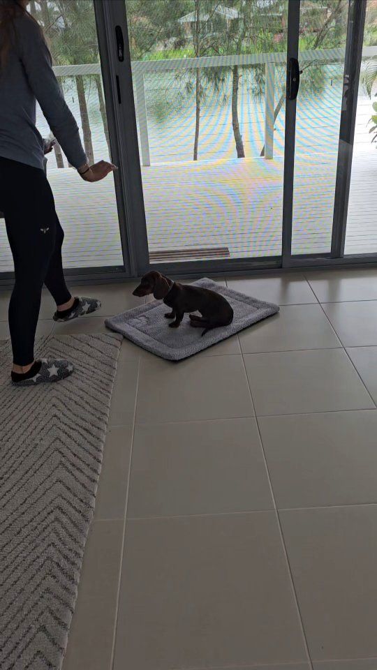 Contact us | Paws In Progress Dog Training