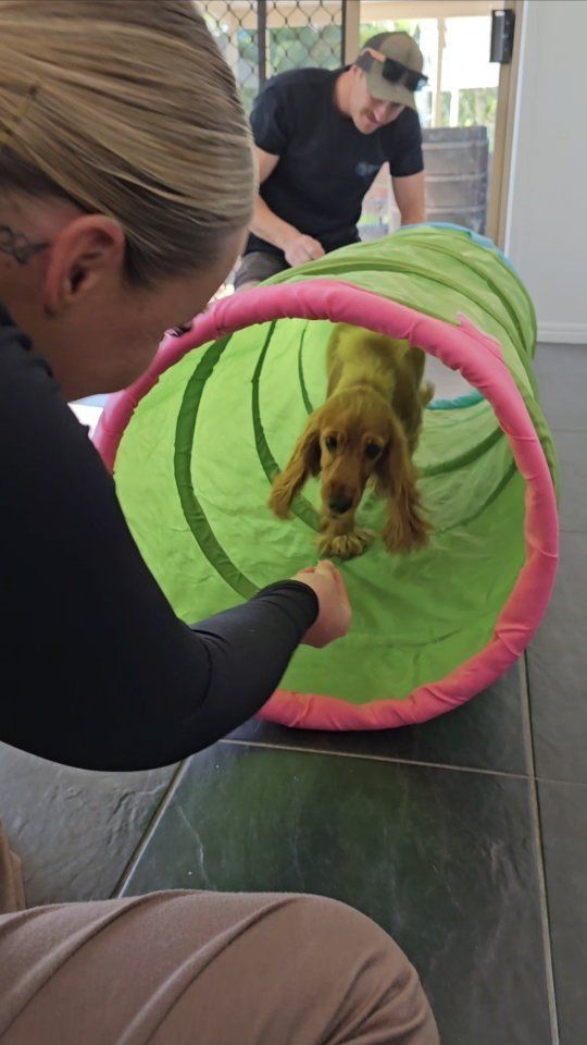 Contact us | Paws In Progress Dog Training